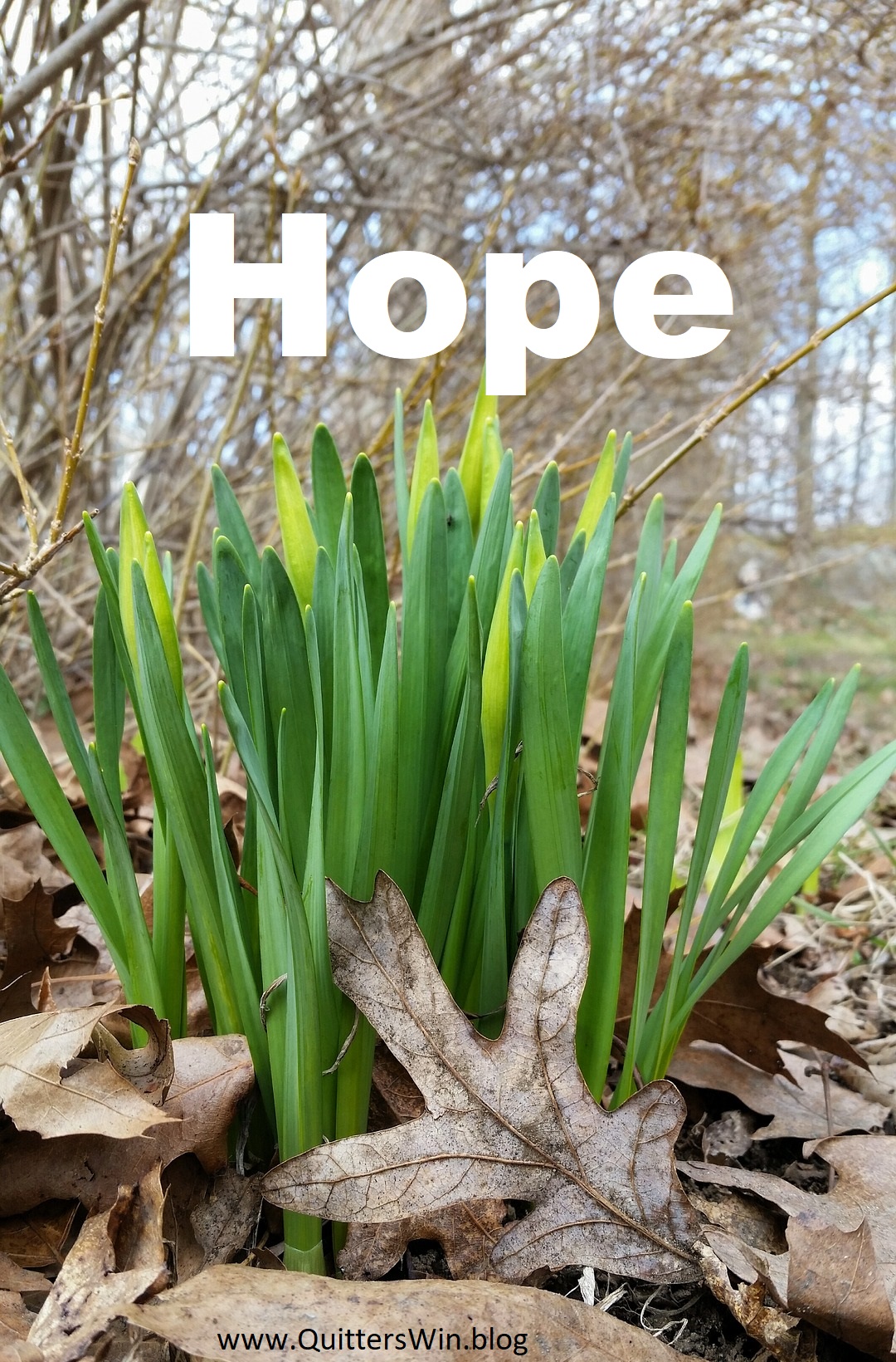 Does Hope Hide? - QuittersWin